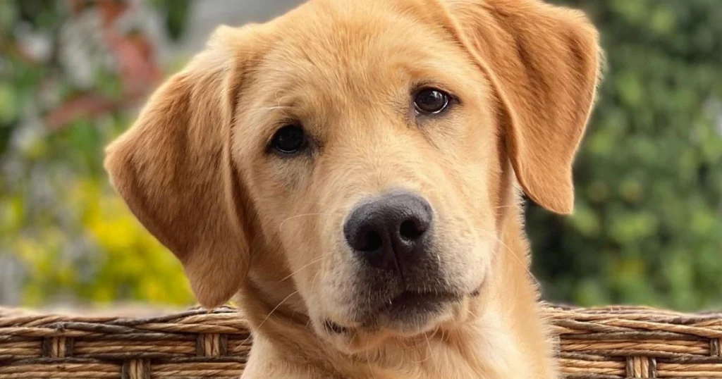 red fox labrador retriever -4 important characteristics