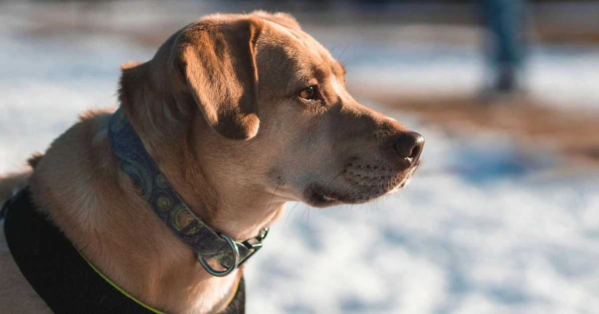 red fox labrador retriever -4 important characteristics