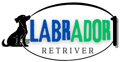 Black Lab life expectancy/The 9 most common problems through